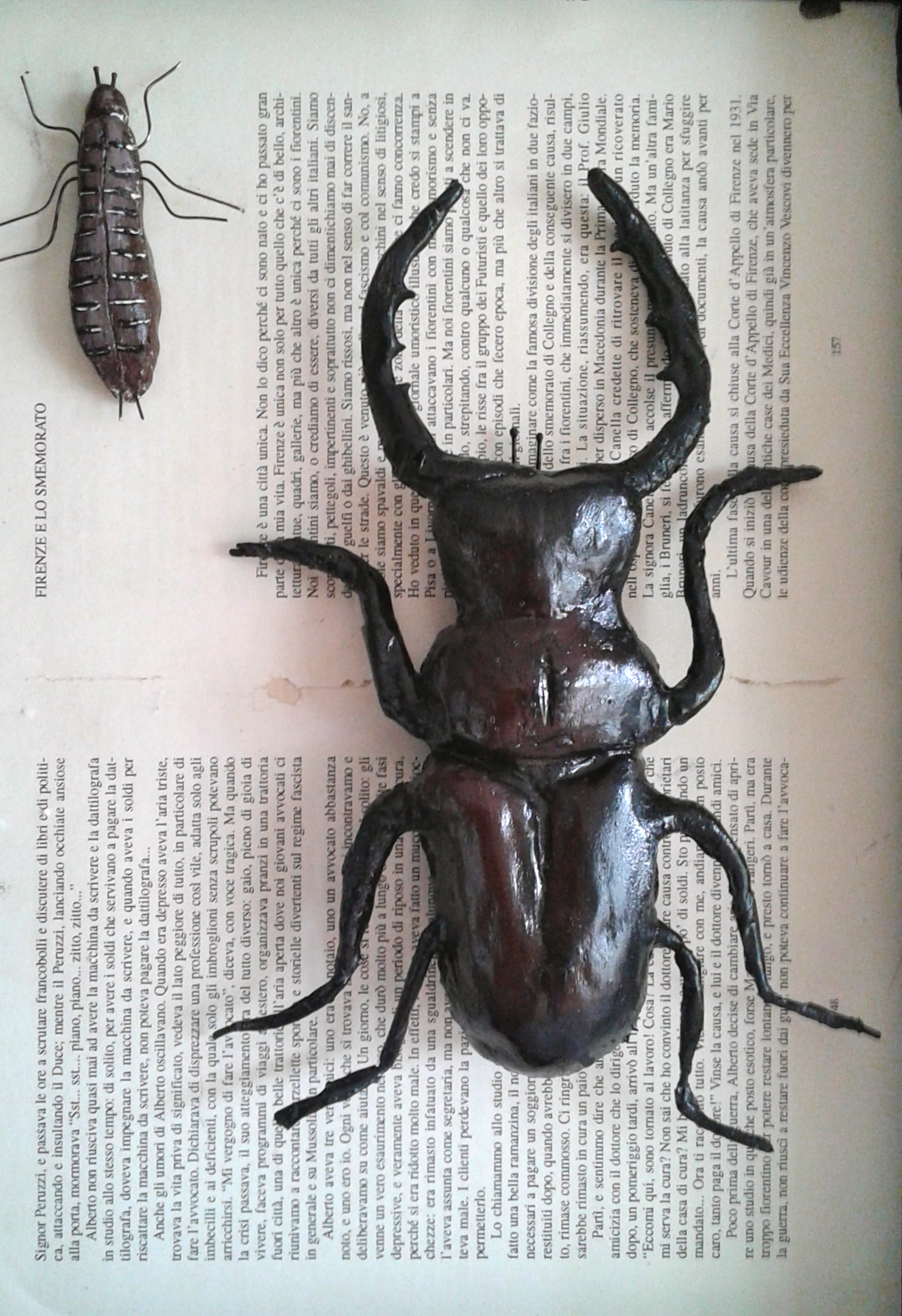 Cervo volante et larva - Stufflab